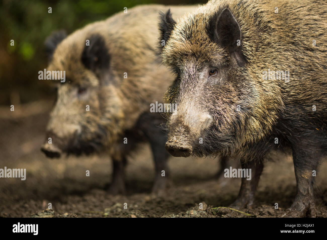 Wild boar (Sus scrofa Stock Photo - Alamy