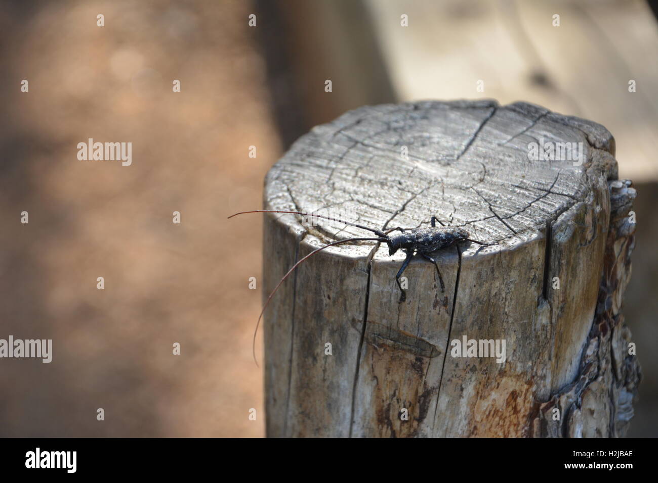 Black beetle with long antennae on tree stump Stock Photo - Alamy