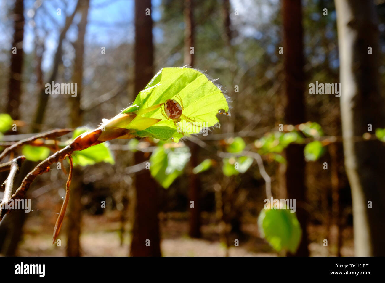 Spider hiding in an emerging beech leaf in woodland Stock Photo - Alamy