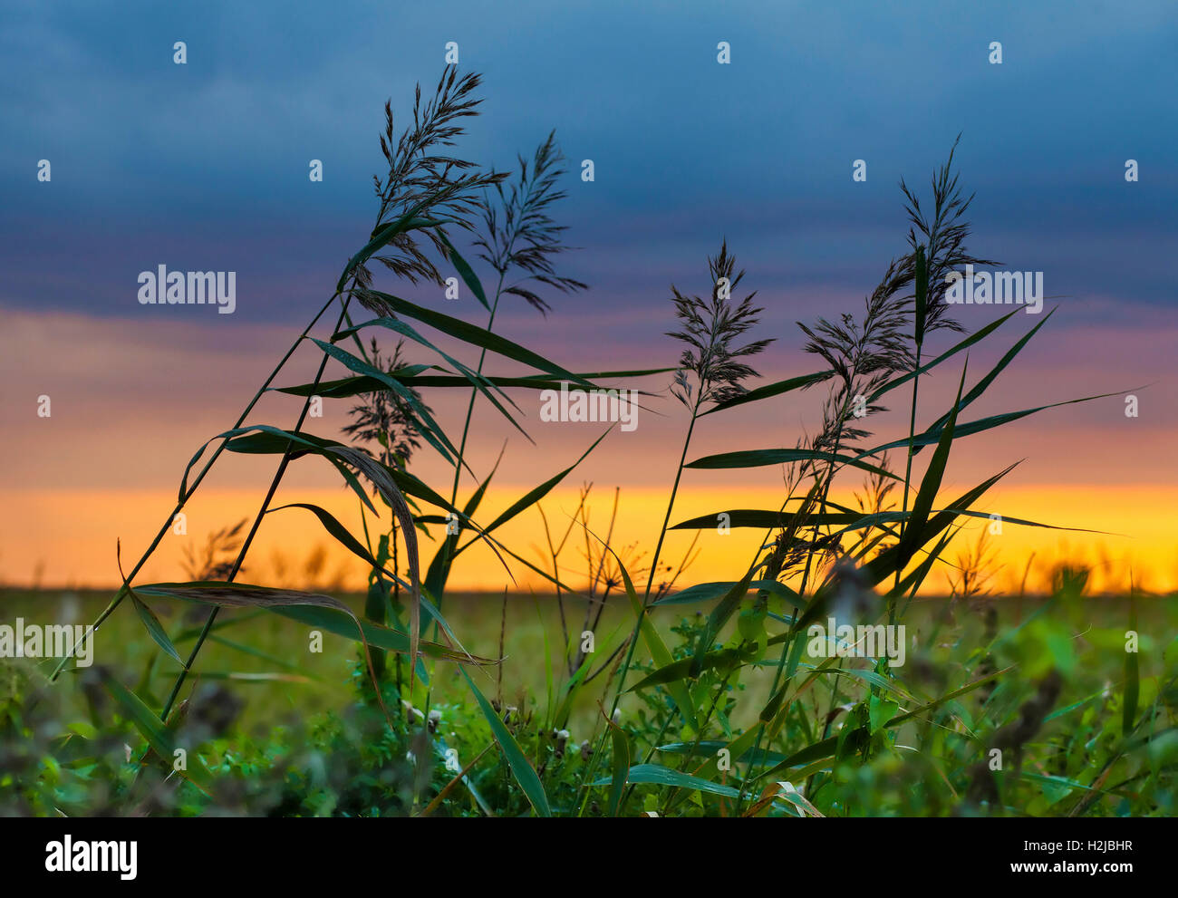 Windy sunset in the field with swaying grass and amazing sunset colors ...