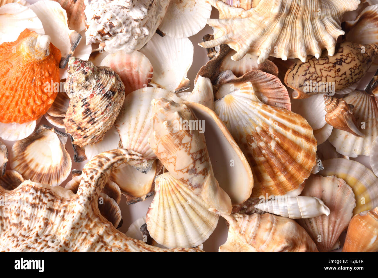 Seashell textures hi-res stock photography and images - Alamy