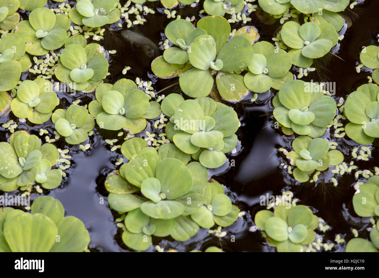 Mosquito fern or water fern close up Stock Photo - Alamy