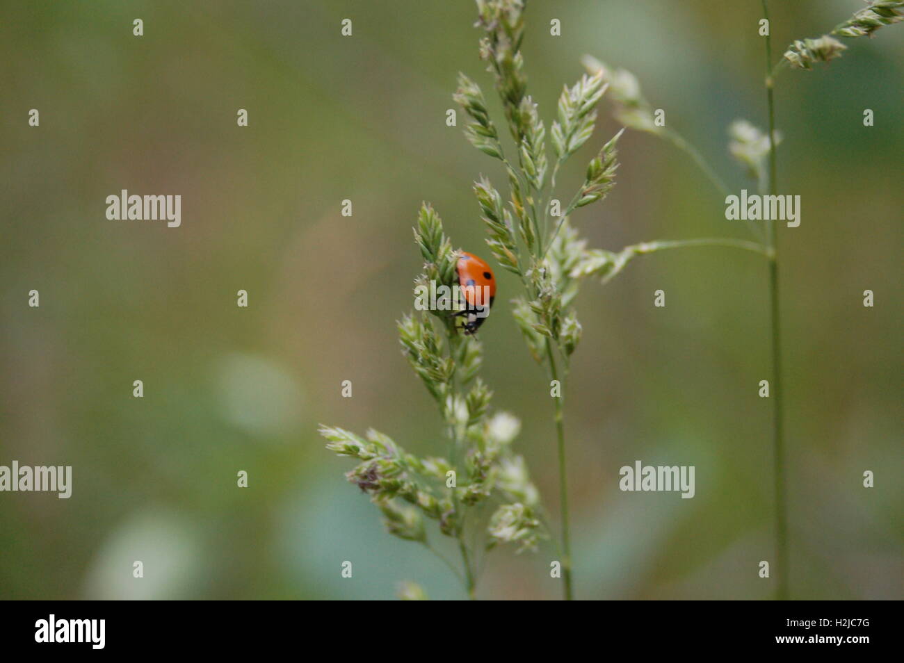 Ladybug was taken at 5,331 ft. on the top of one of Canyon City's most ...