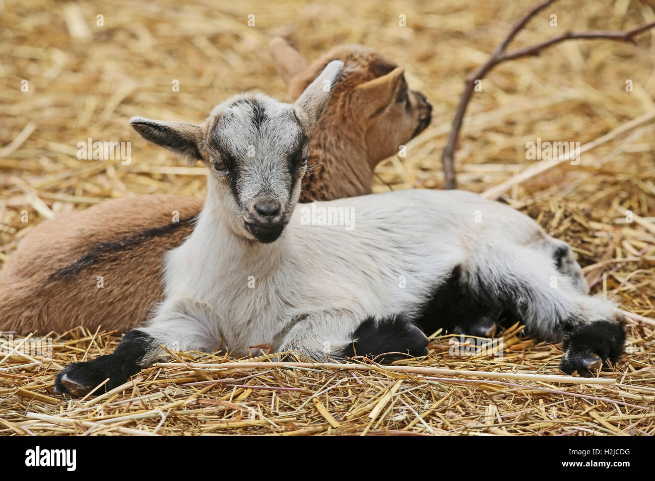 Two lying goats hi-res stock photography and images - Alamy