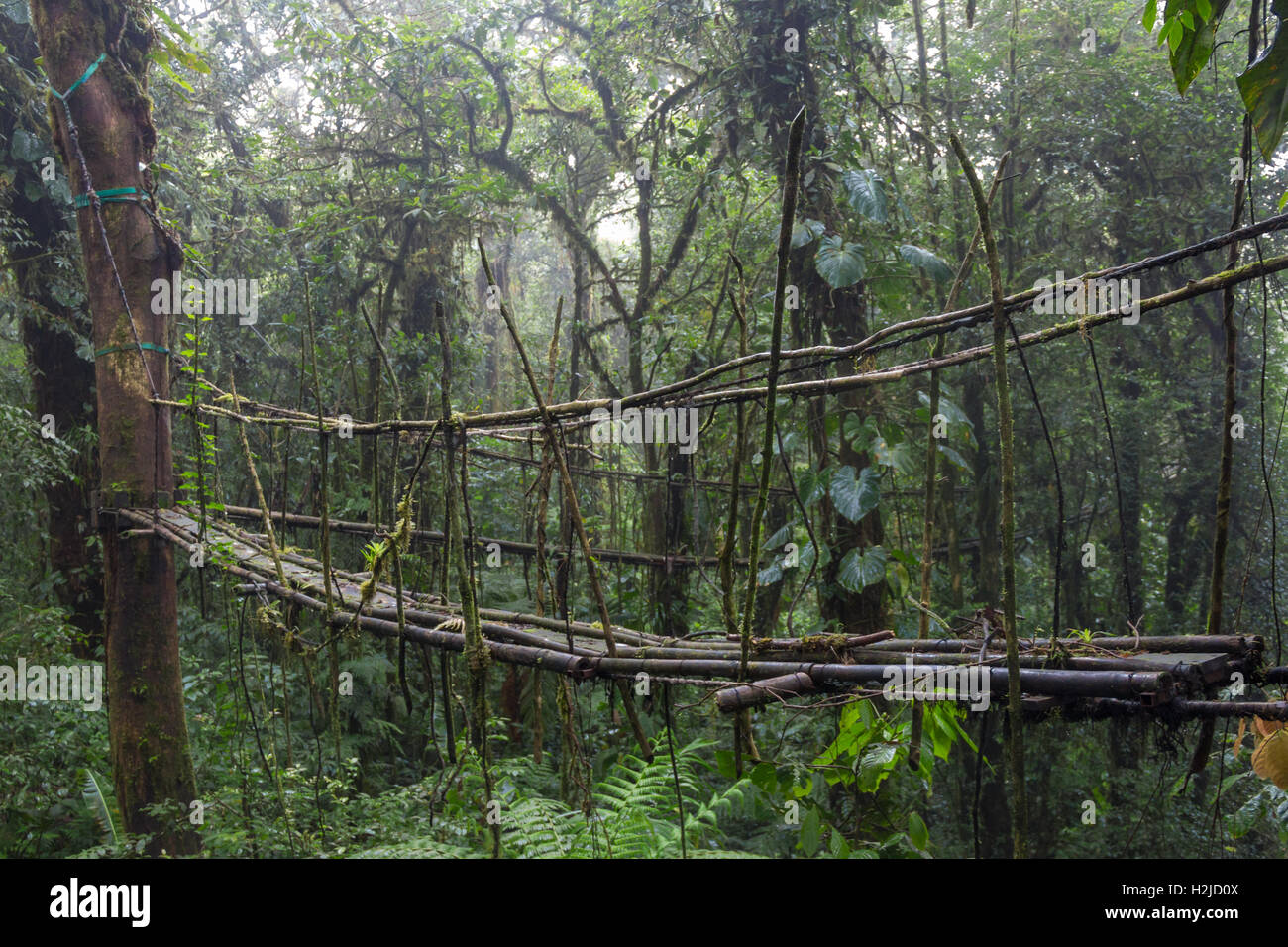 Lost the way in jungle hi-res stock photography and images - Alamy