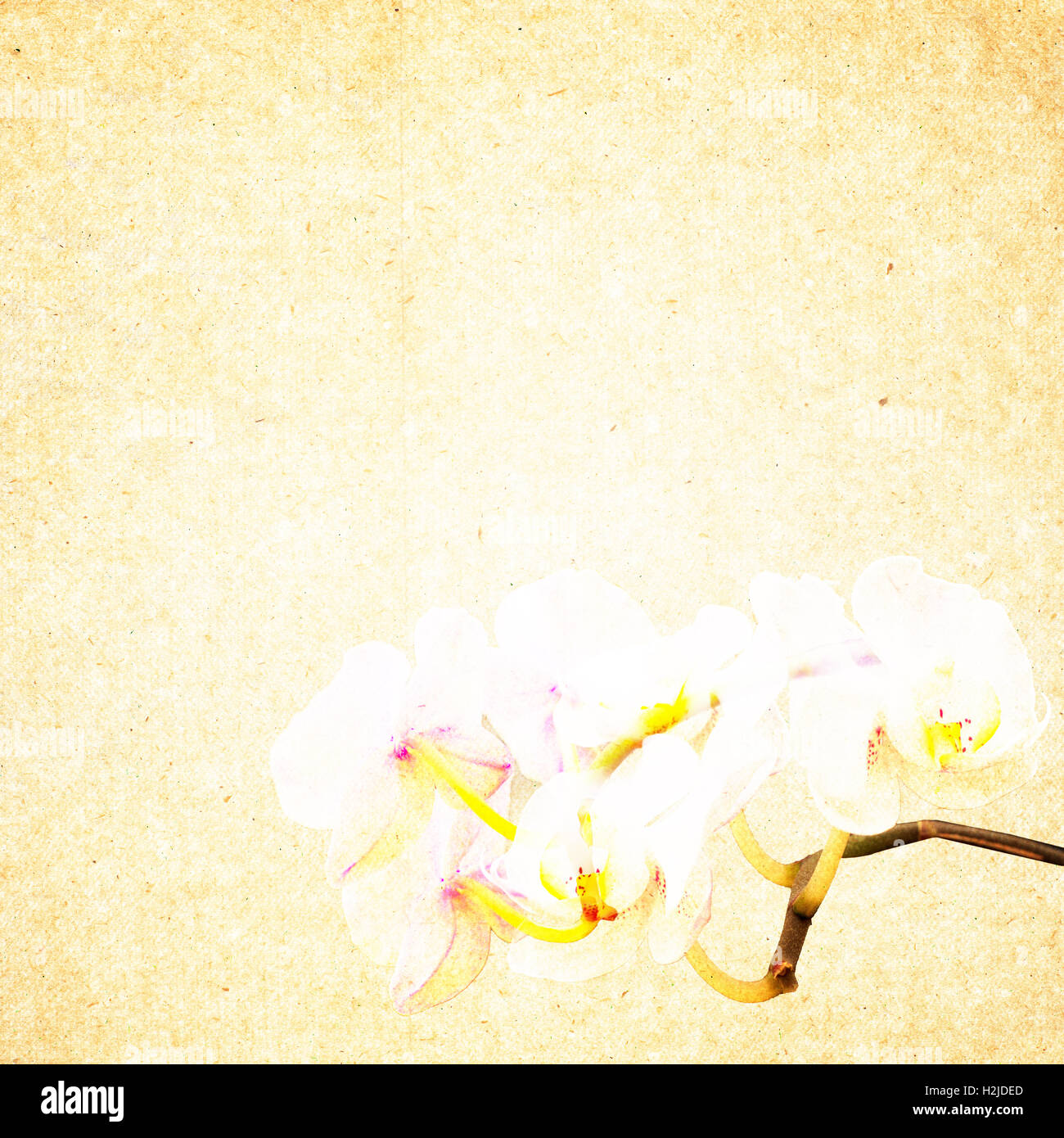 textured old paper background with flower Stock Photo - Alamy