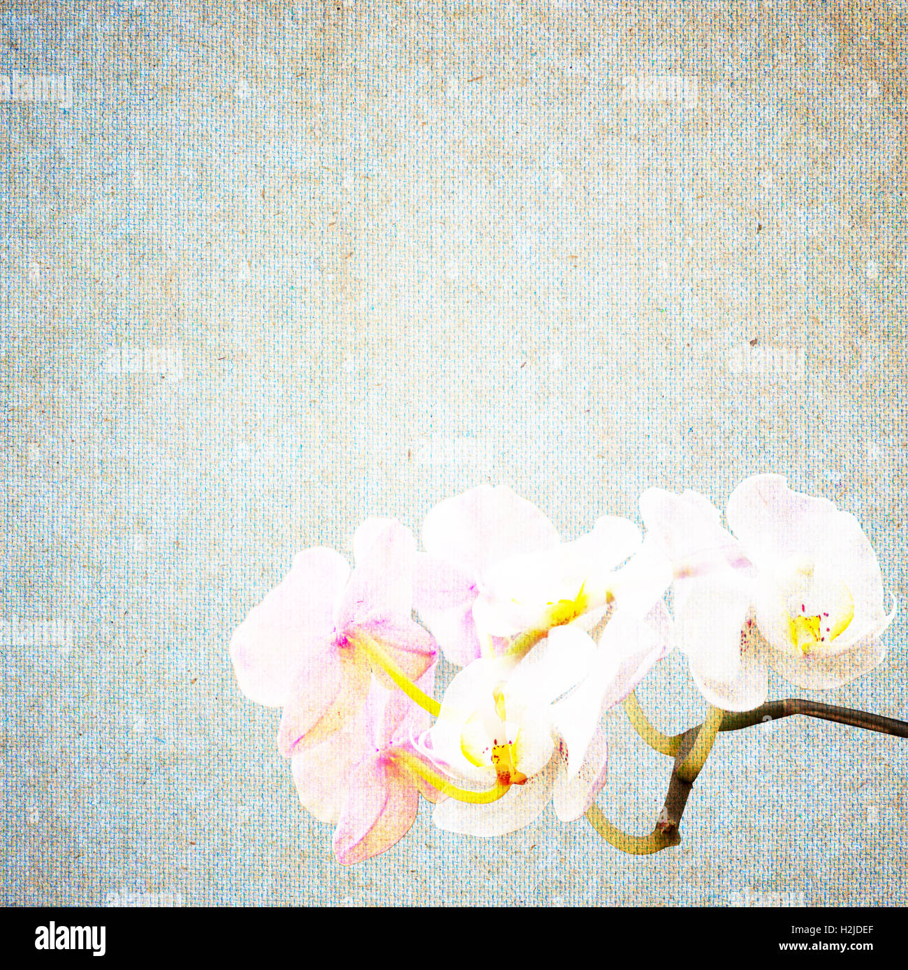 textured old paper background with flower Stock Photo - Alamy