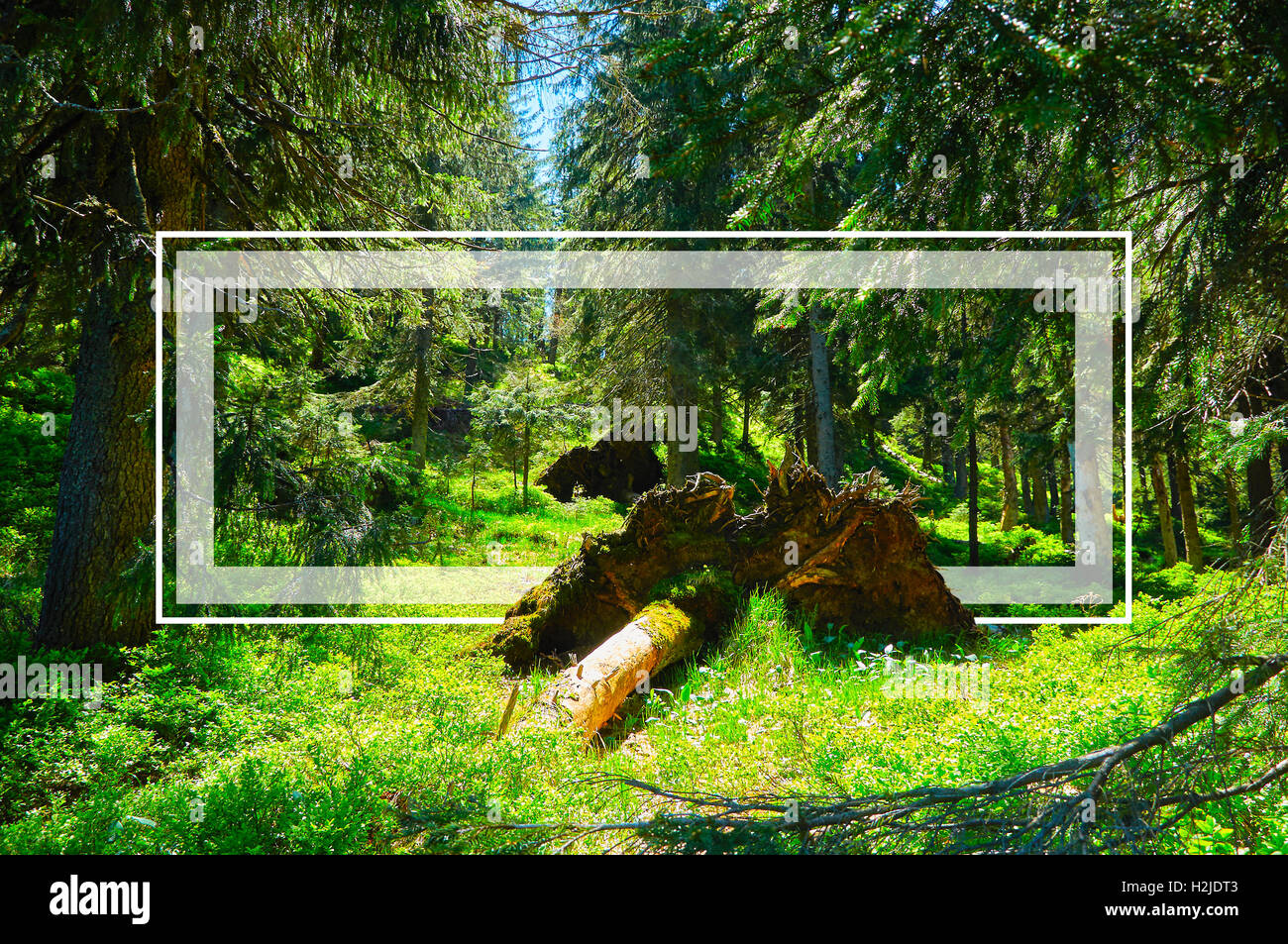 White frame, integrated in the landscape, for your content. Fairy Tale ...