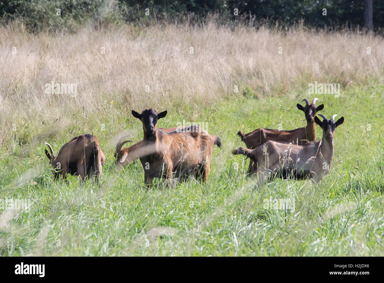 Zlatibor Mountain, Serbia - Goats freely roaming the mountain pastures ...