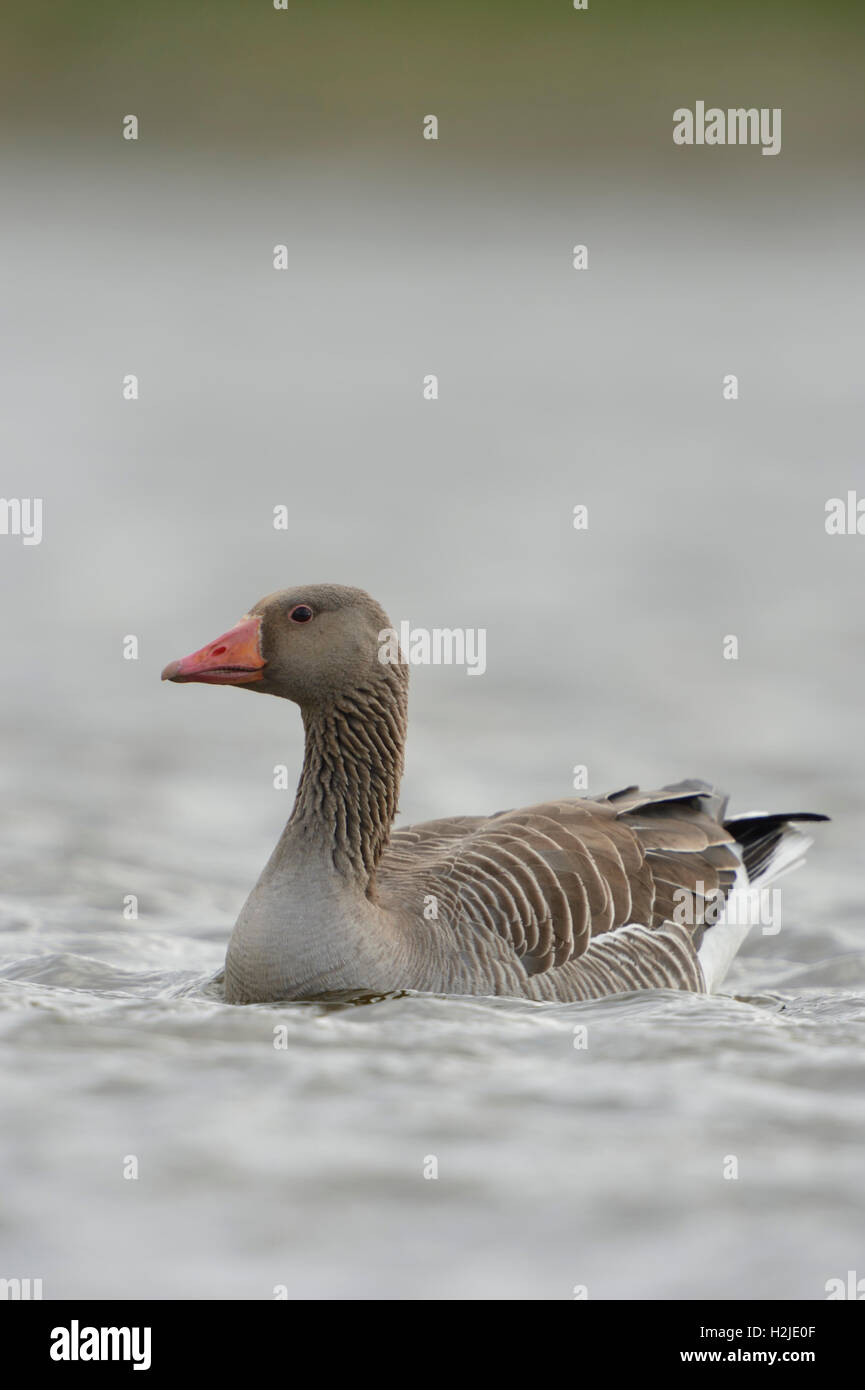 Greylag Goose / Graugans ( Anser anser ), one adult, swims close by ...