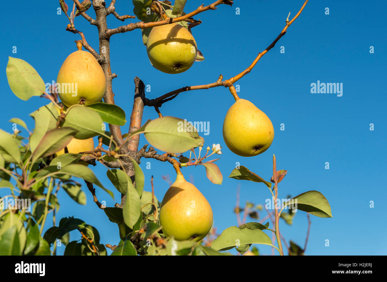 Common pears pyrus communis hi-res stock photography and images - Alamy
