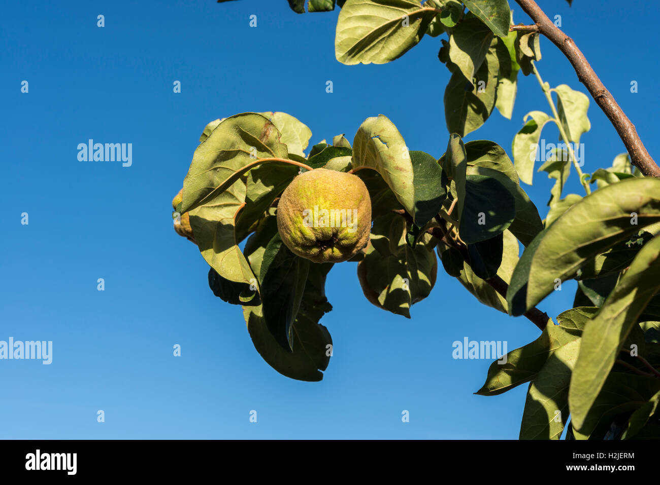 Sole family member hi-res stock photography and images - Alamy