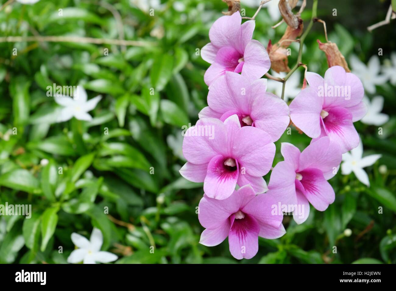 Little purple flower at Doi Pui Research station near Chiang Mai Stock ...