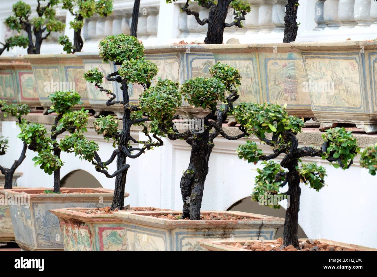 Royal trees closeup at Grand Palace in Bangkok Stock Photo - Alamy