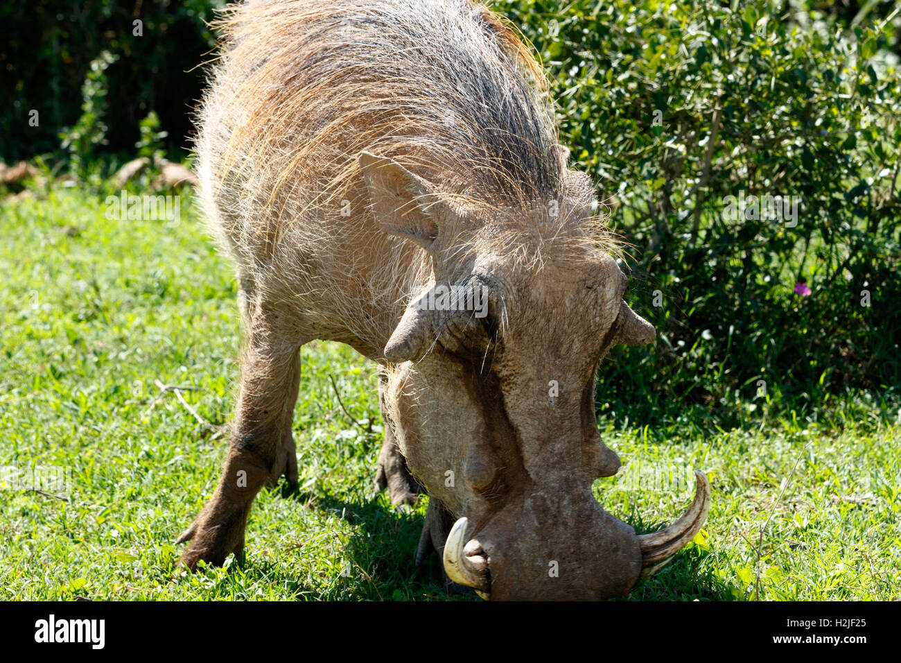 Close up view of a warthog - Pumba eating grass in the field Stock ...