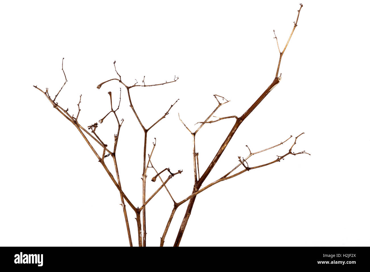 Front close up studio shot of twig of dry dead plant on white ...