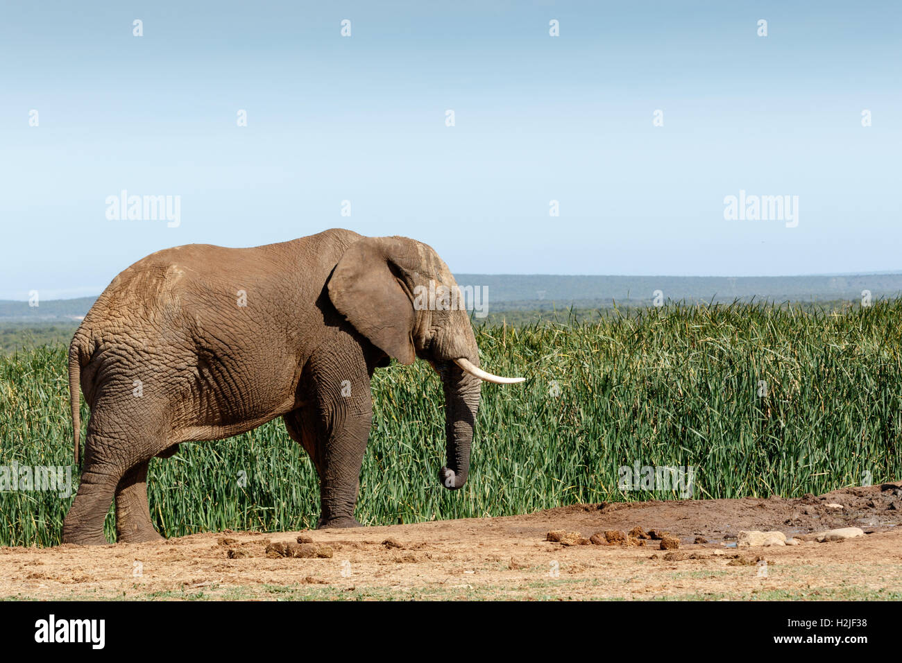 Big African Bush Elephant frozen in time, standing and waiting for his ...
