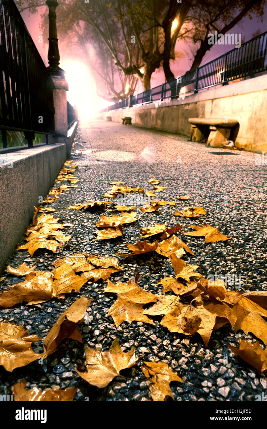 Night fall leaves hi-res stock photography and images - Alamy