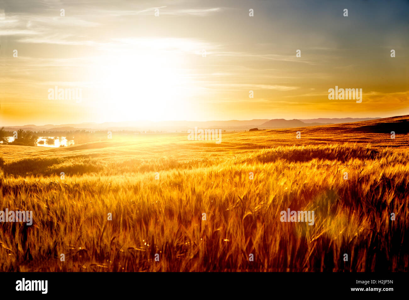 Wheat fields landscape. Agriculture Stock Photo - Alamy