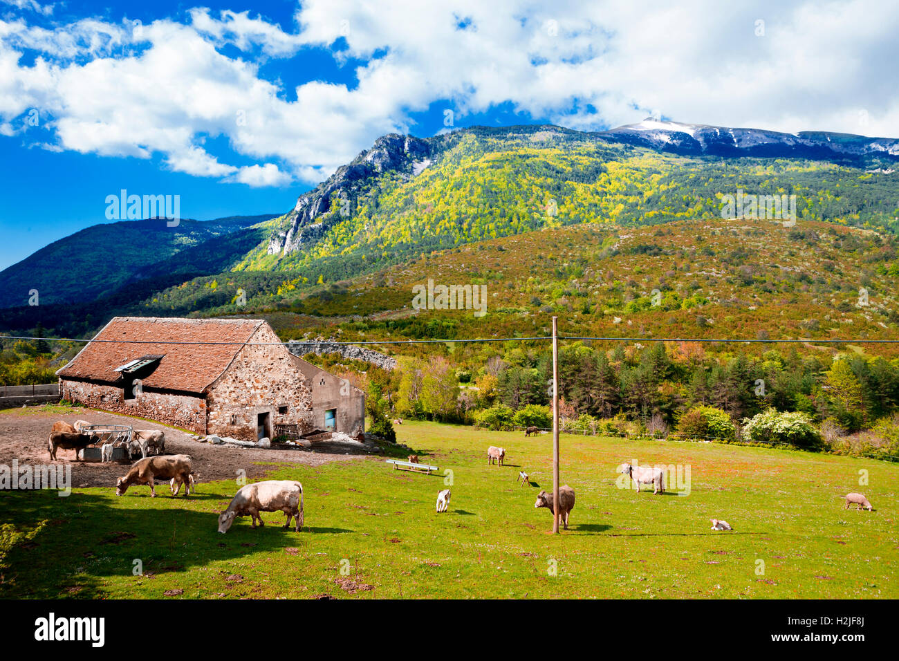 Mountains landscape,farm and cows in green fields Stock Photo - Alamy