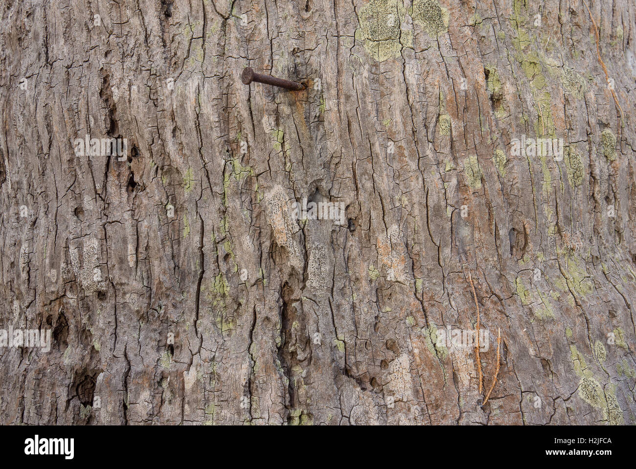 April 20, 2016, Tongsala, Thailand, Rusty Nail in an exotic tree Stock ...