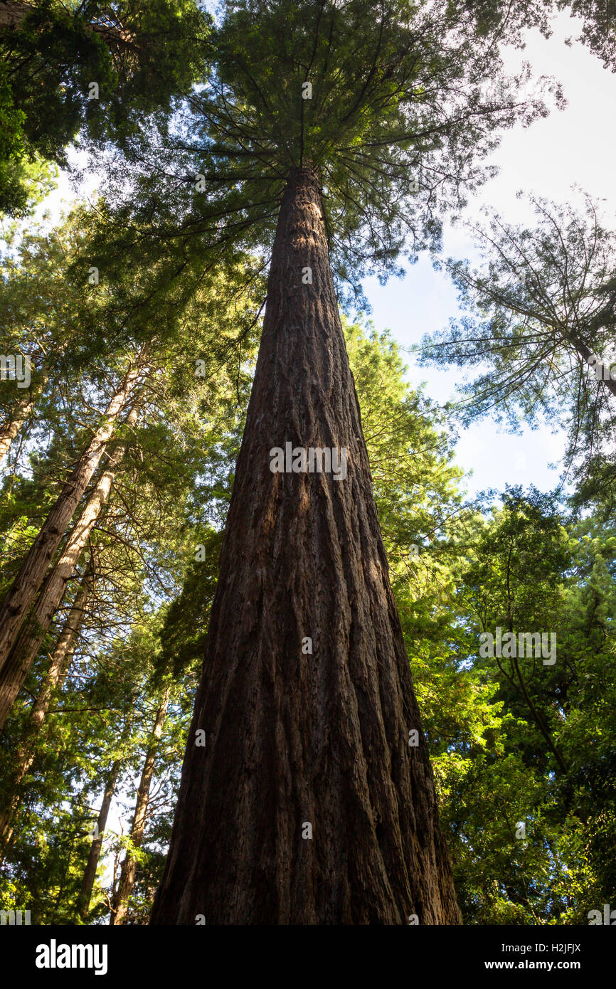 California redwood (Sequoia sempervirens) in the Muir Woods National ...