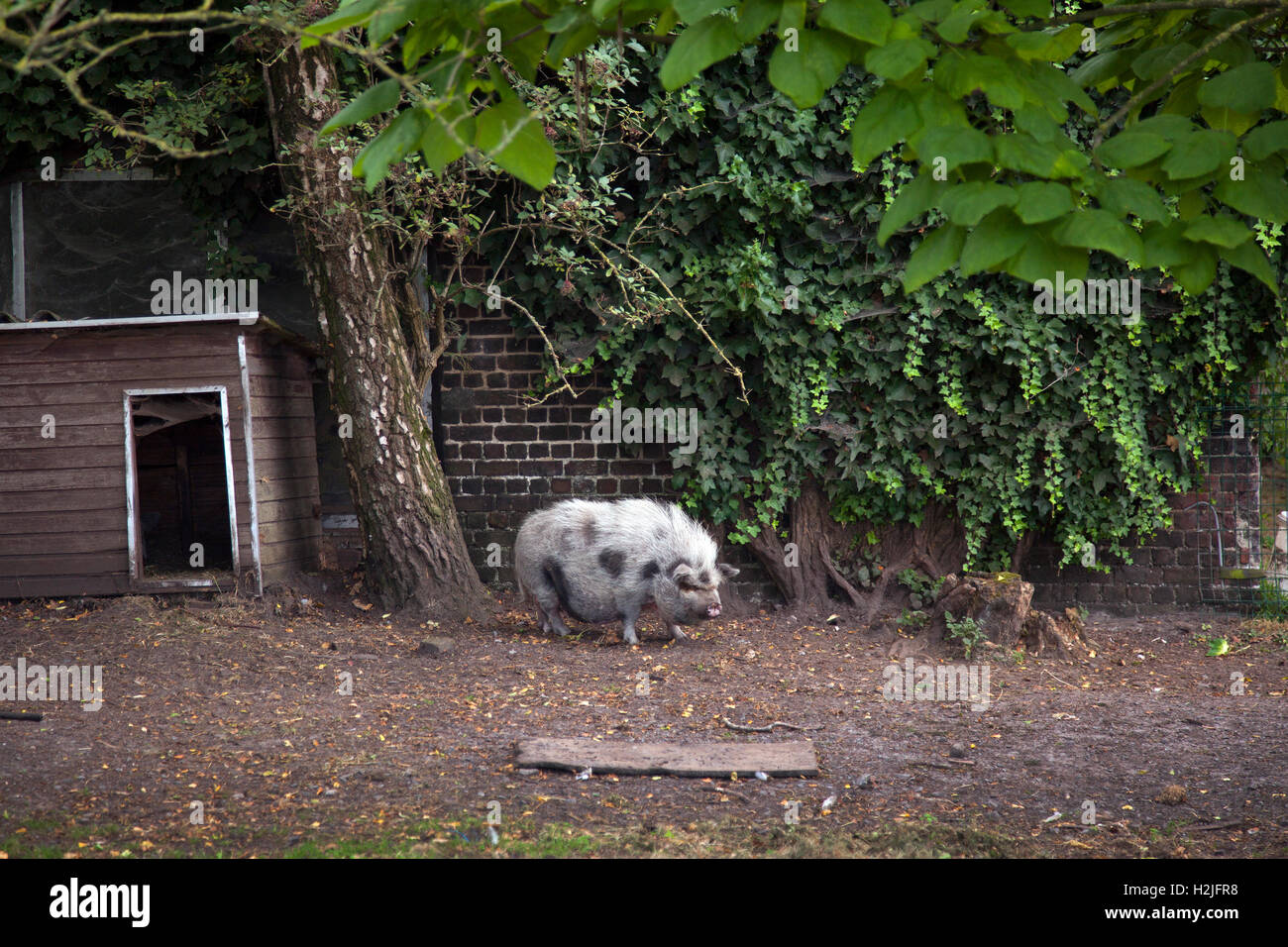 bentheimer pig before shed and barn with ivy on farm in belgium Stock ...
