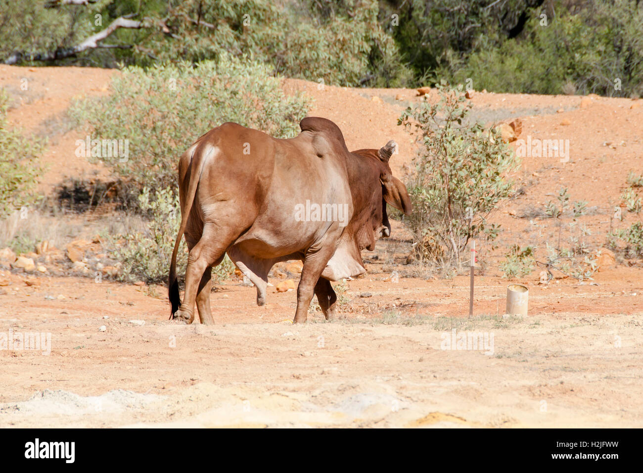 Bull in the Outback - Australia Stock Photo - Alamy