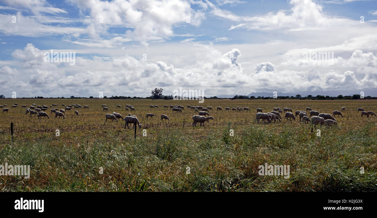 Sheep farm in the Swartland, Western Cape Province, South Africa Stock ...