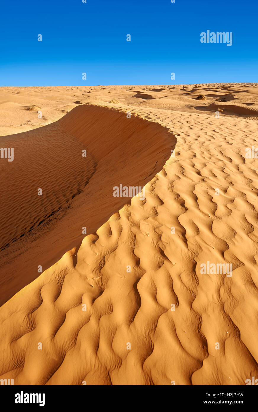The Sahara desert sand dunes of Erg Oriental near the oasis of Ksar ...