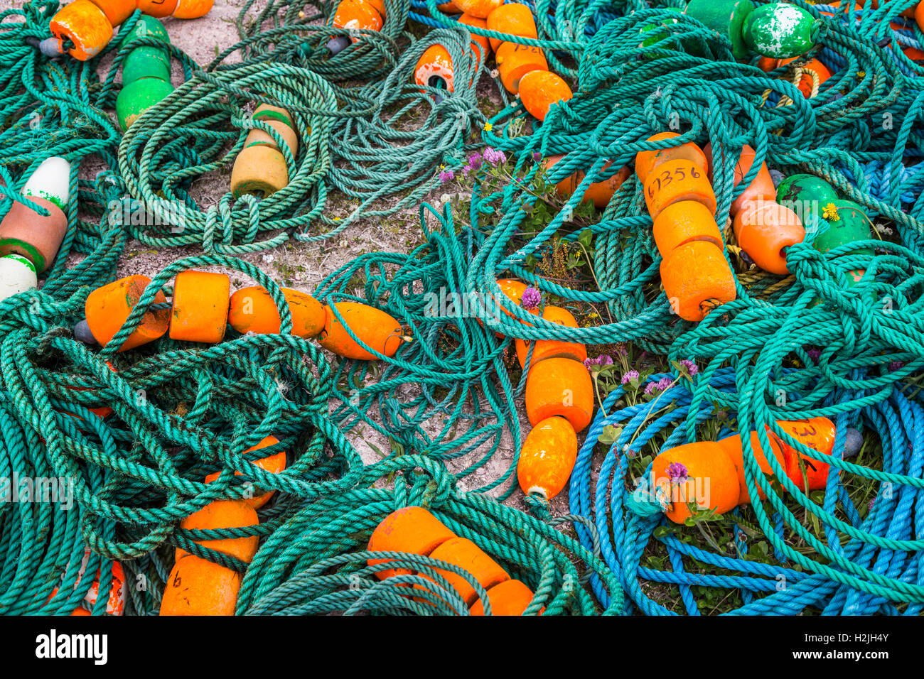 Old perlican hi-res stock photography and images - Alamy