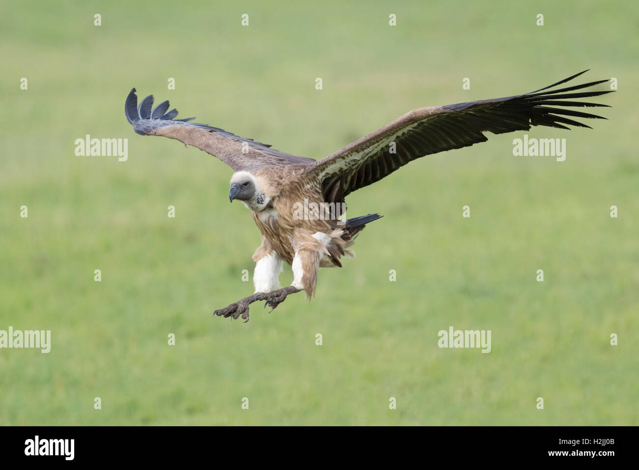 White-backed vulture (Gyps africanus) flying, Maasai Mara National ...