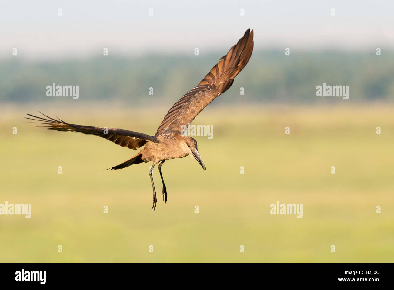 Hamerkop (Scopus umbretta) flying, Maasai Mara National Reserve, Kenya ...