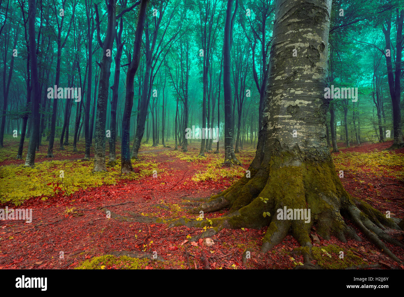 Fairy tale foggy forest trails into autumn woods Stock Photo - Alamy