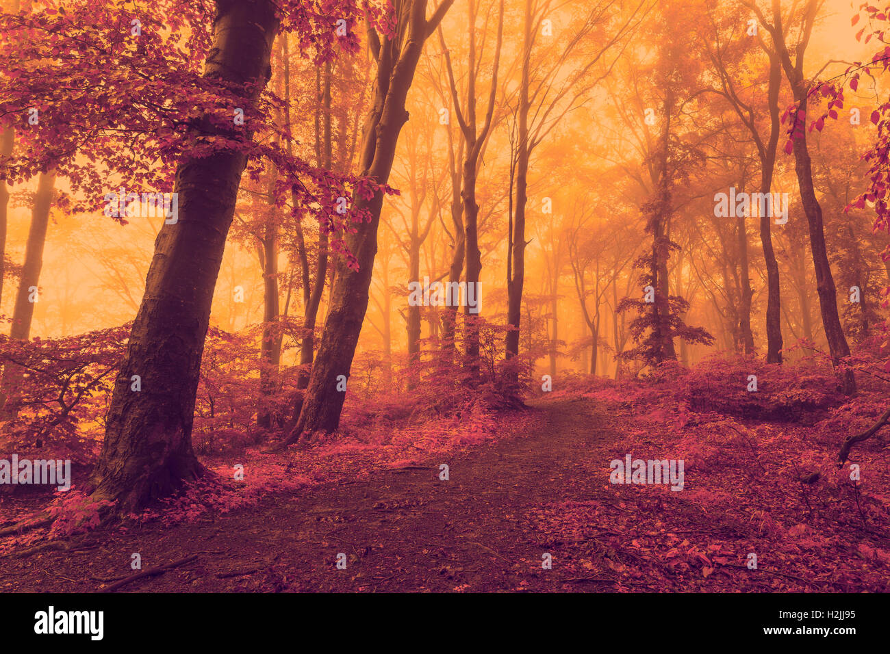 Fairy tale foggy forest trails into autumn woods Stock Photo - Alamy
