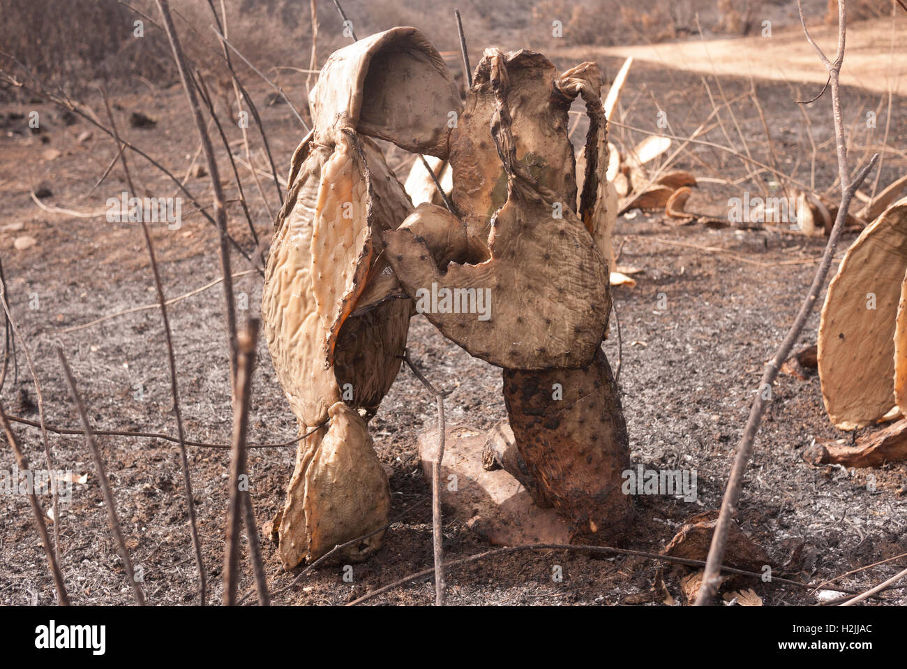 The aftermath of a bush/forest fire in the south of Spain Stock Photo ...