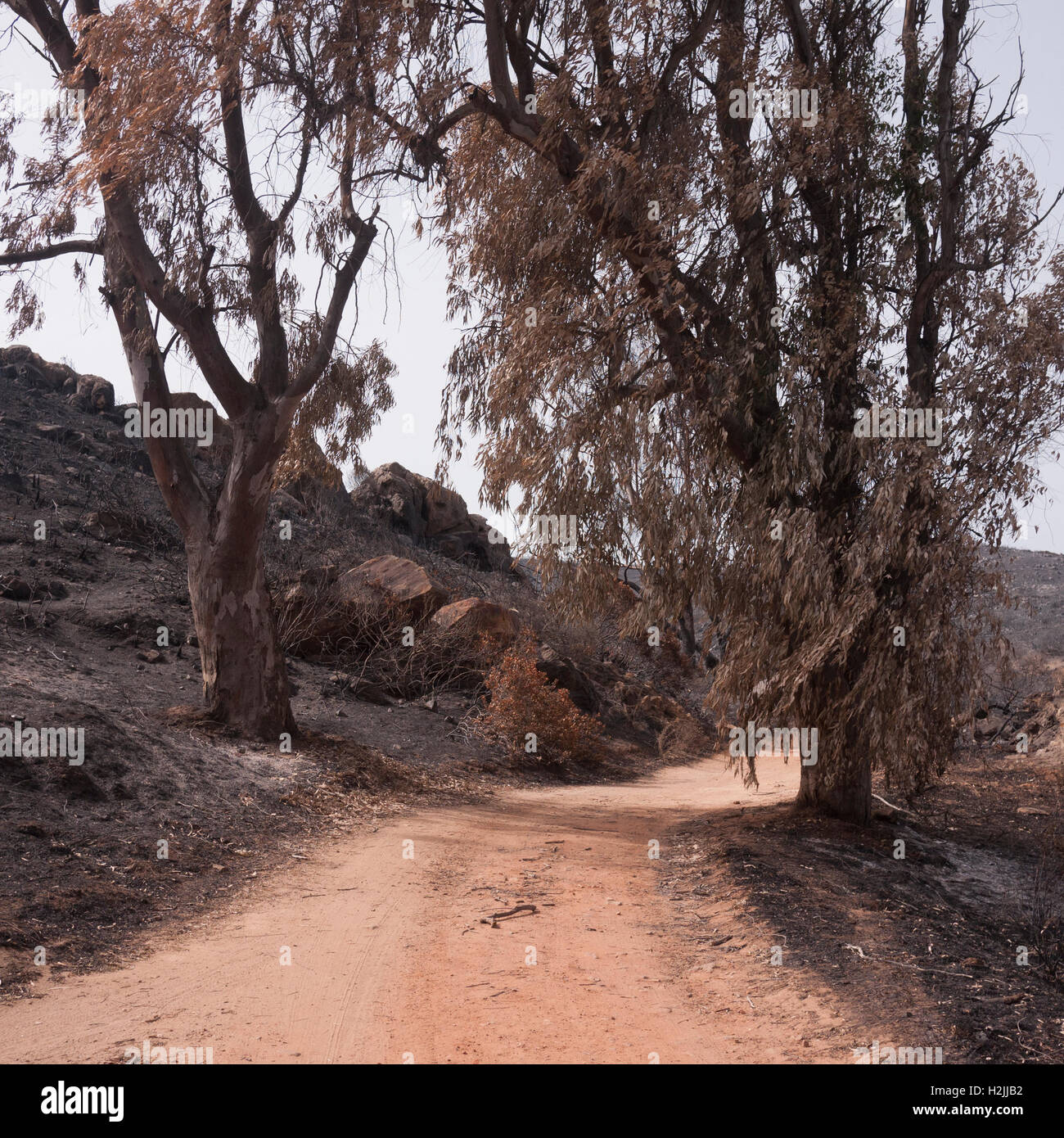 The aftermath of a bush/forest fire in the south of Spain Stock Photo ...