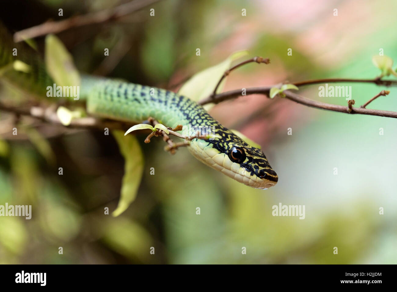 Amazing green snake tree close-up at Koh Samui Stock Photo - Alamy