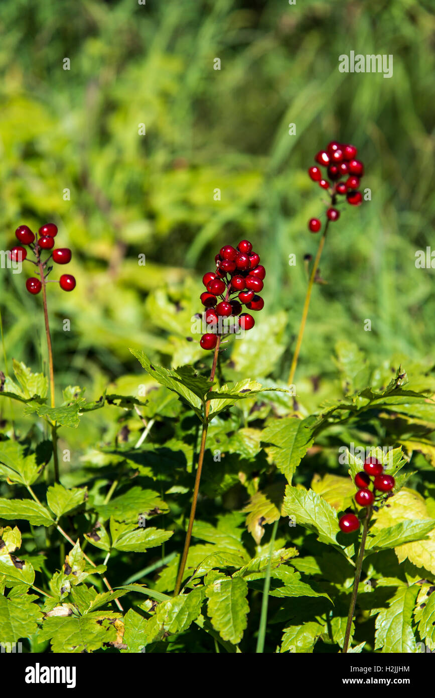 Bunch beautiful ripe red holly hi-res stock photography and images - Alamy