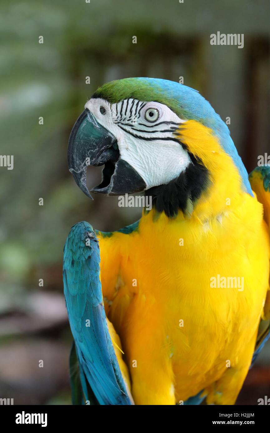 Very beautiful yellow,blue and green parrot at Kanchanaburi Stock Photo ...