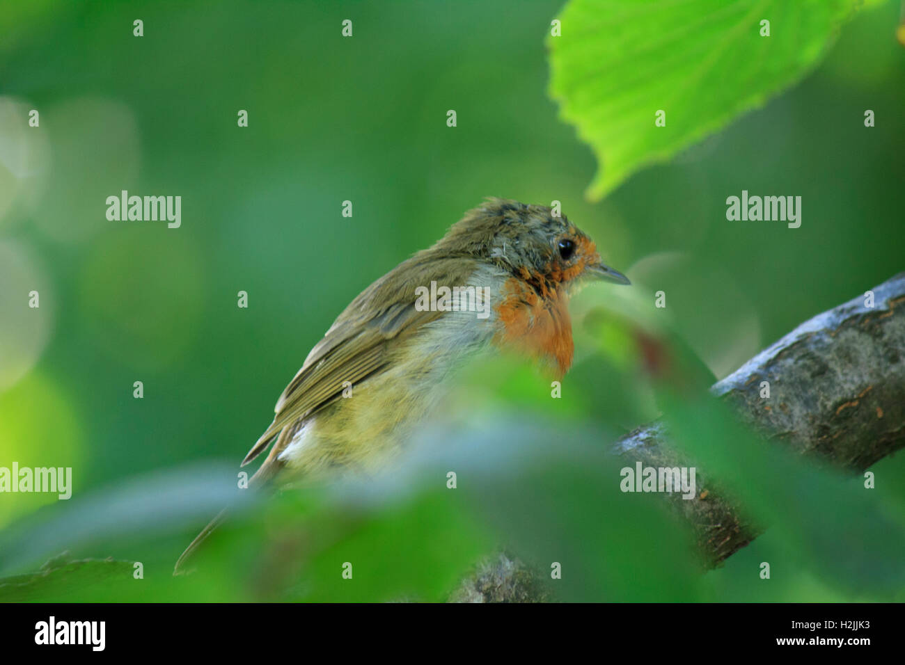 Robin in a tree Stock Photo - Alamy