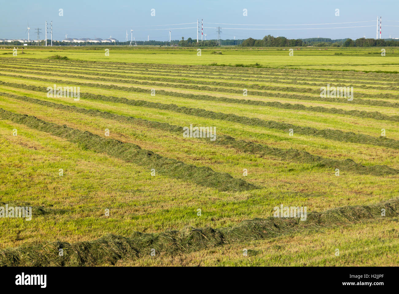 Field of mown grass hi-res stock photography and images - Alamy