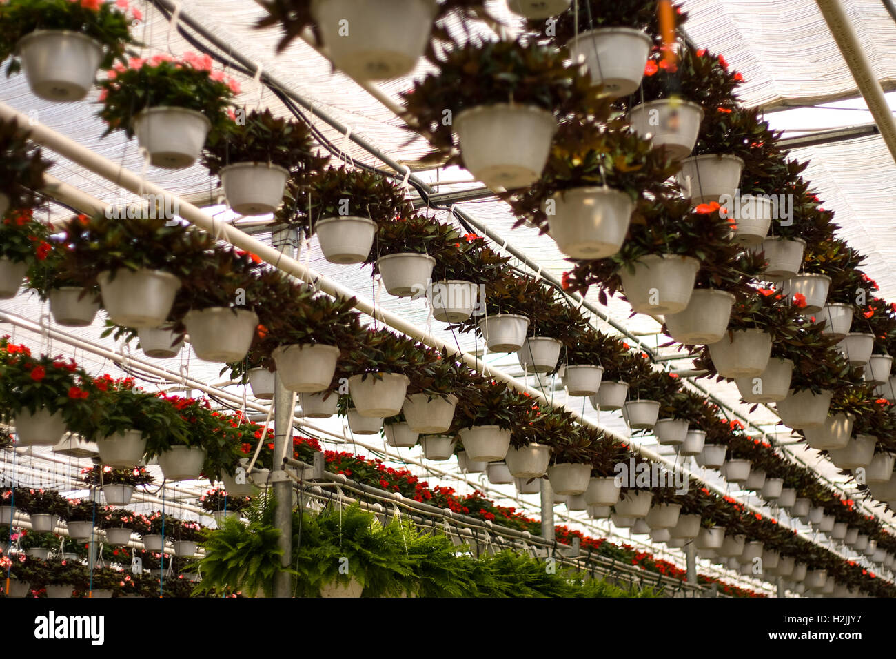 Rows upon rows of potted plants and flowers on display inside a ...