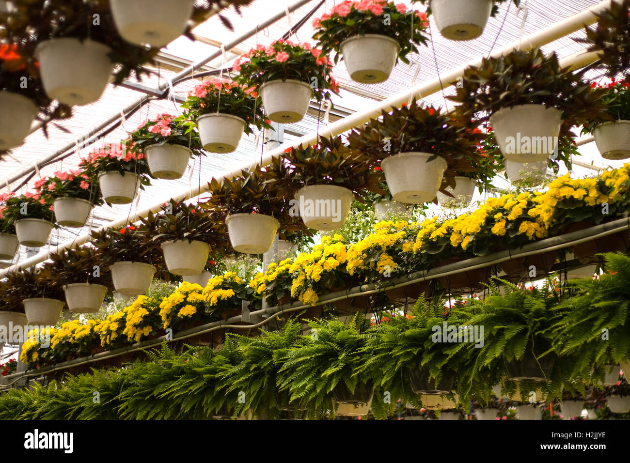 Rows upon rows of potted plants and flowers on display inside a ...