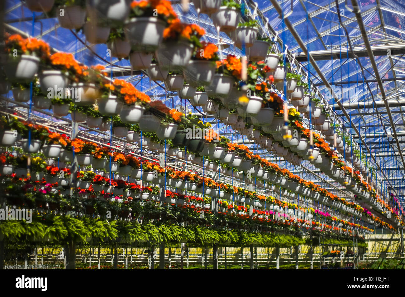 Rows upon rows of potted plants and flowers on display inside a ...