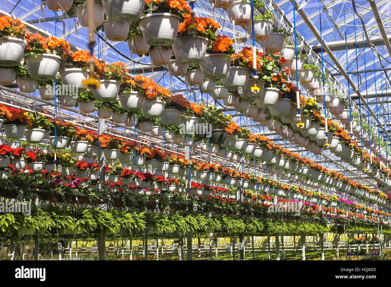 Rows upon rows of potted plants and flowers on display inside a ...