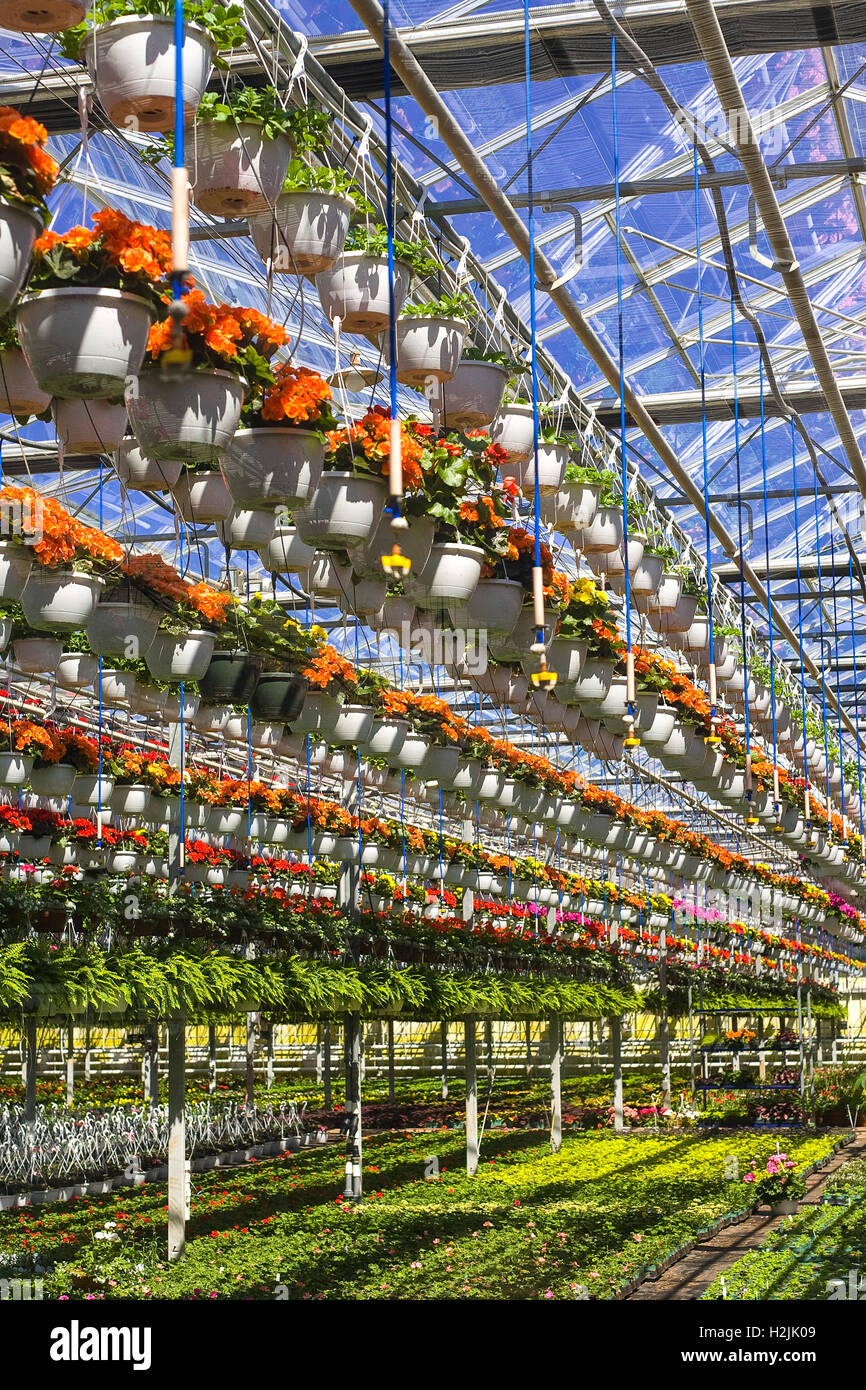 Rows upon rows of potted plants and flowers on display inside a ...