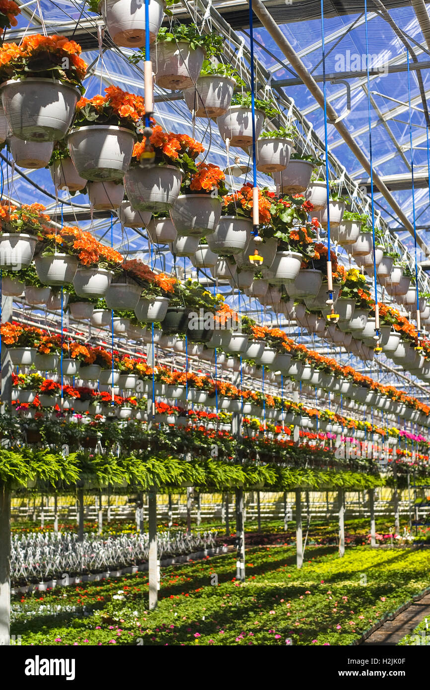 Rows upon rows of potted plants and flowers on display inside a ...