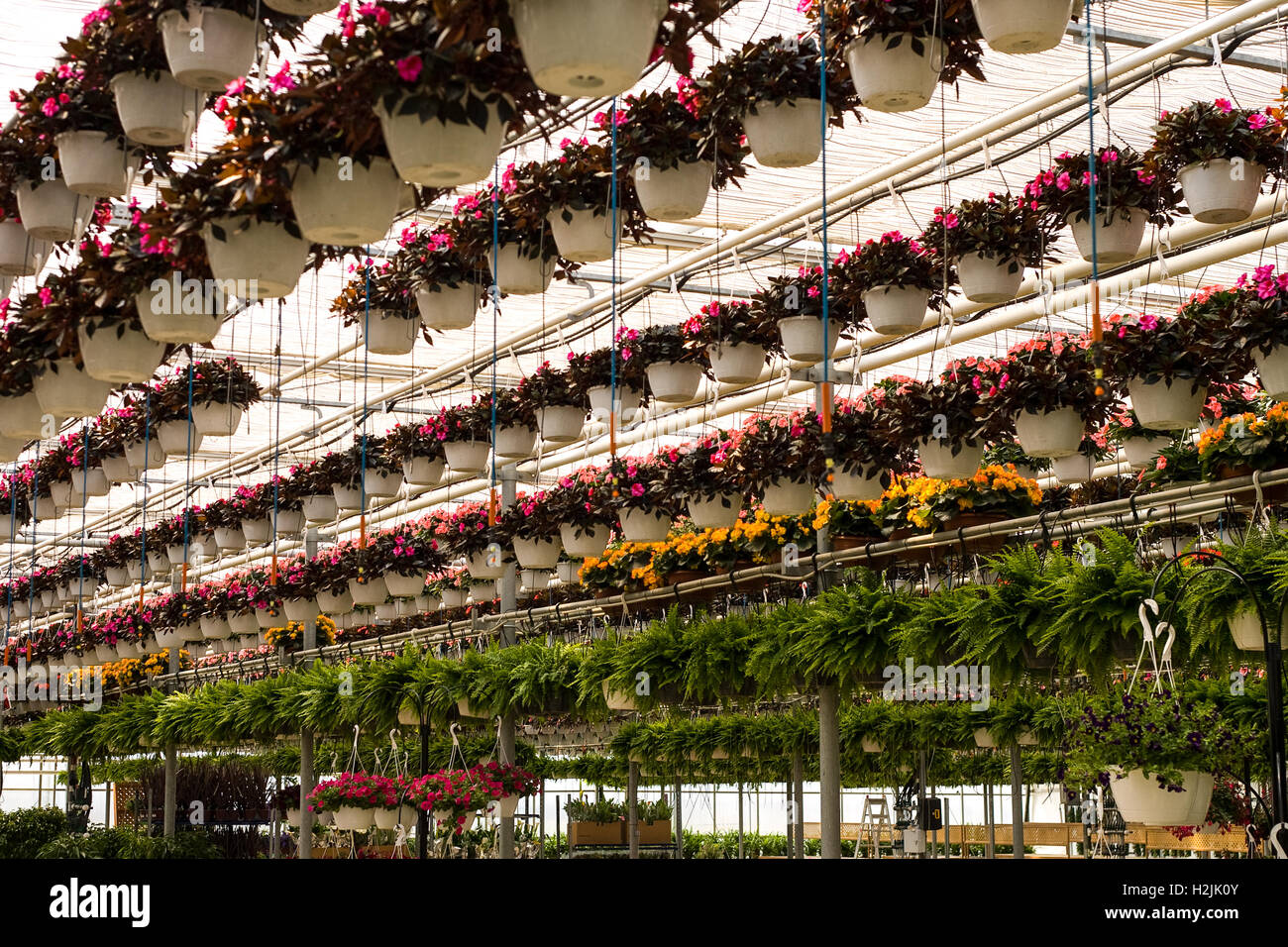 Rows upon rows of potted plants and flowers on display inside a ...