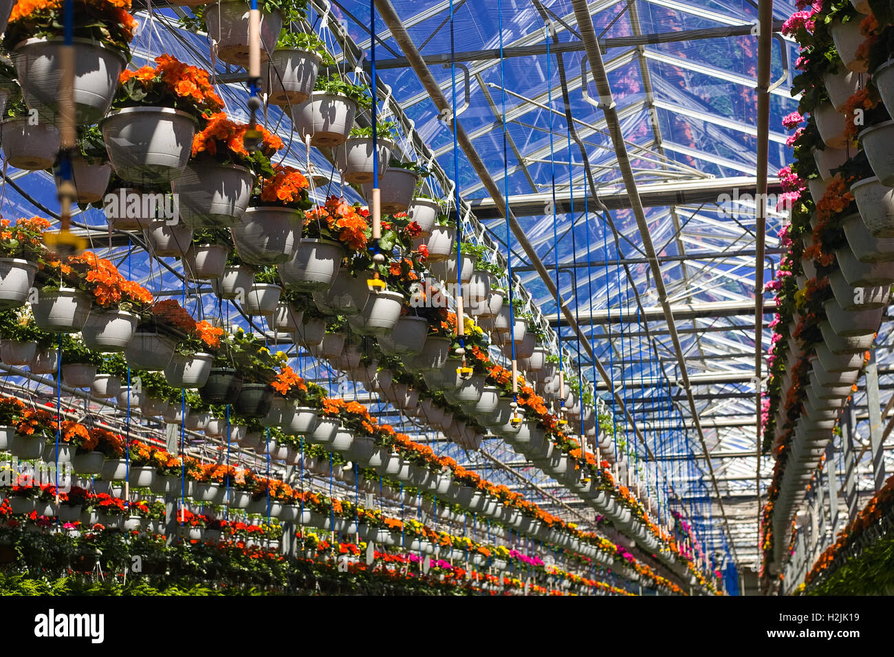 Rows upon rows of potted plants and flowers on display inside a ...